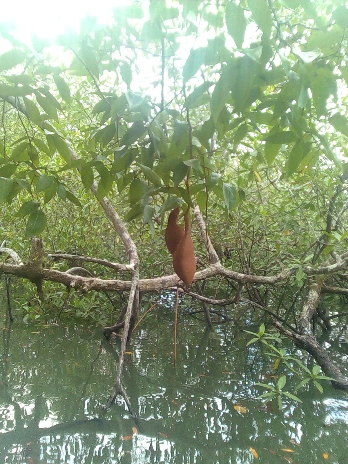 especies marinas: ¿CUANTOS MANGLARES HAY EN COLOMBIA?