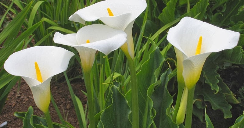 THE ARUM LILY - Zantedeschia aethiopica |The Garden of Eaden