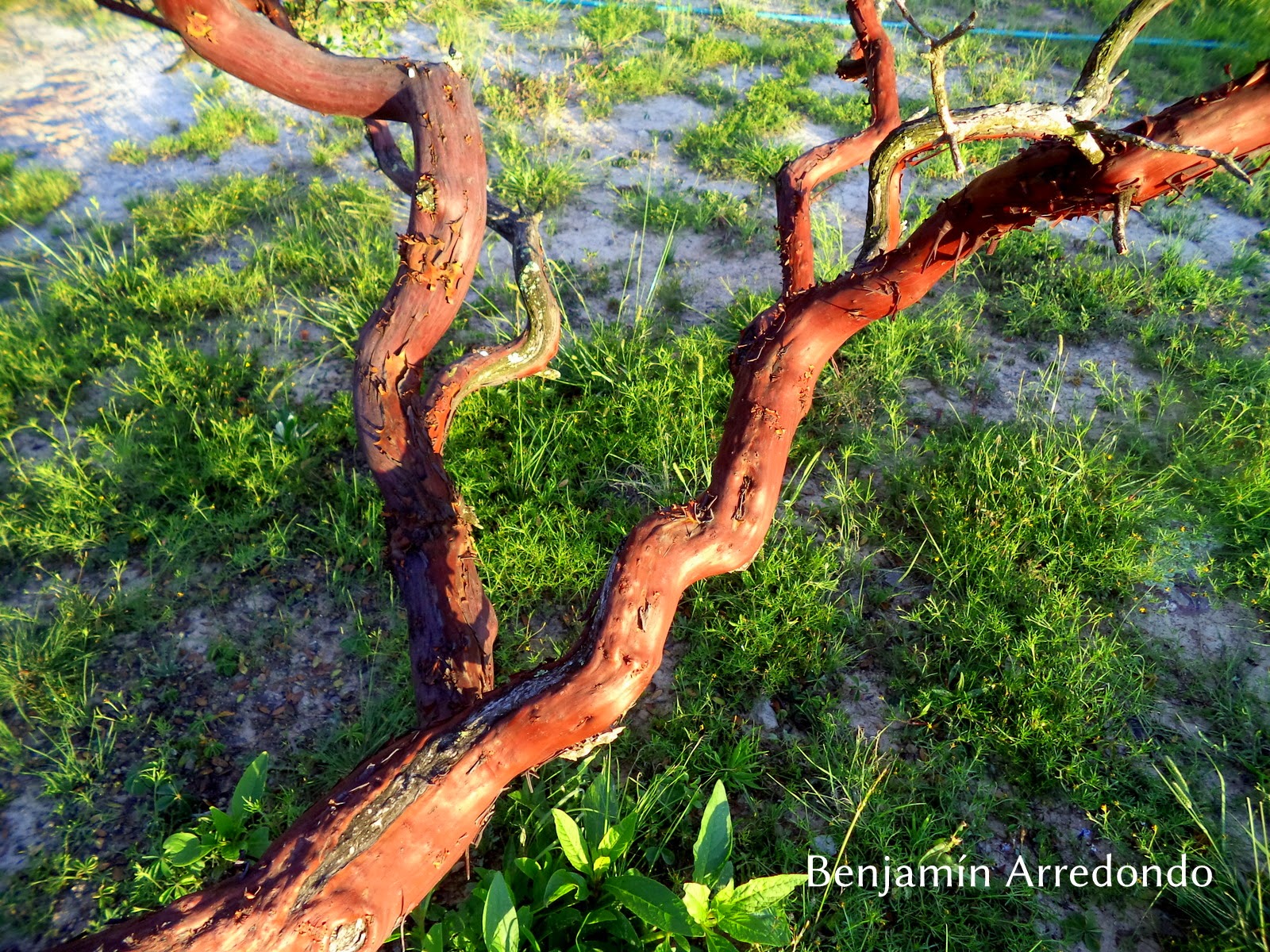 El Bable: La Pingüica, el hermoso arbusto que la produce, en la sierra ...