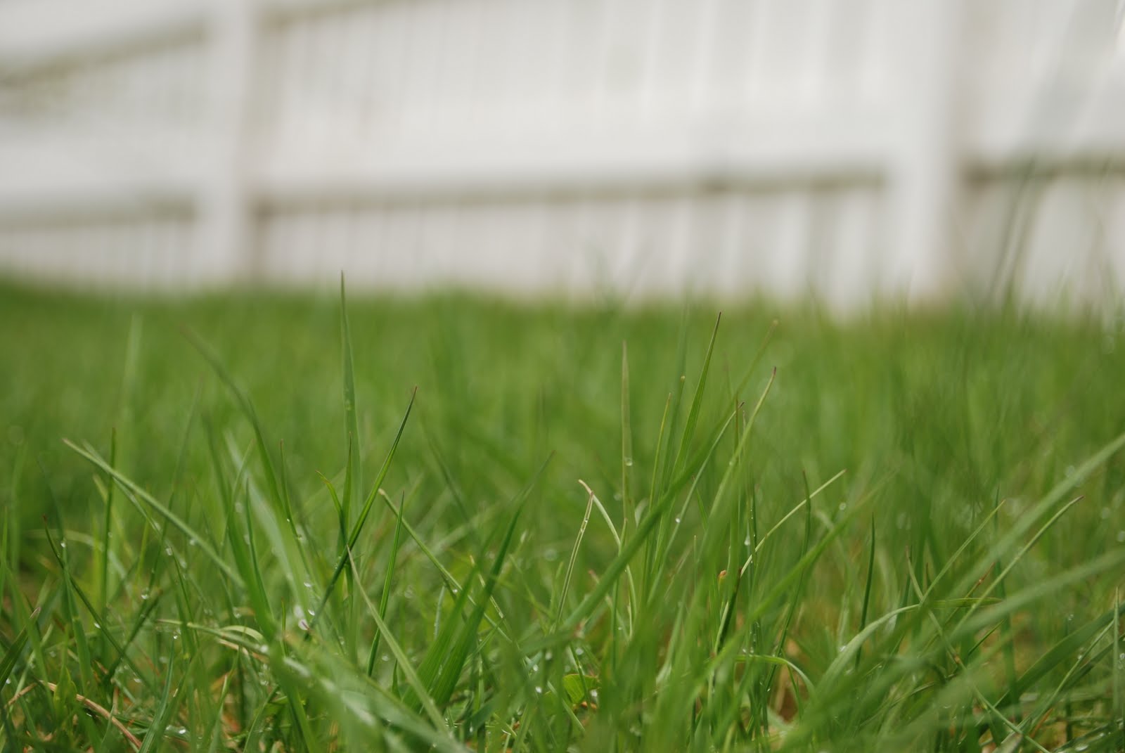 Gud og hvermann: Å se gress gro
