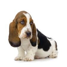 La Raza Basset Hound | Blog Perro