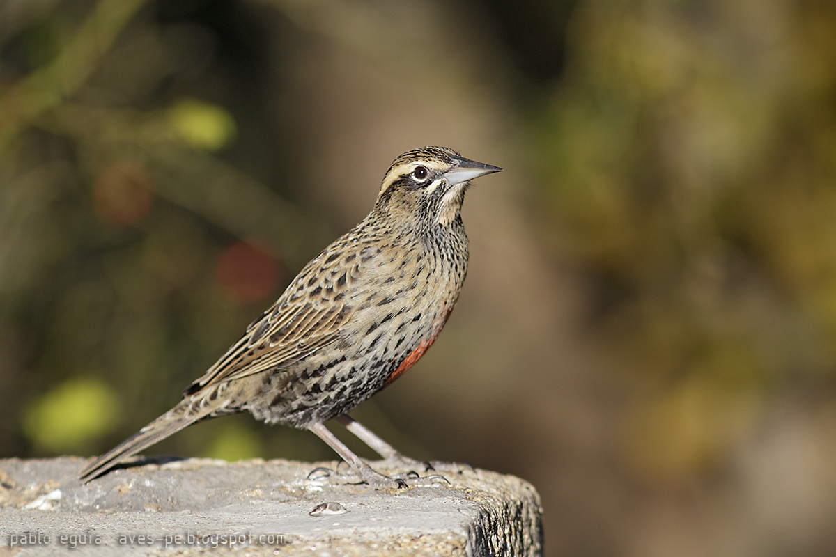 mis fotos de aves: Leistes loyca Loica Long-tailed Meadowlark