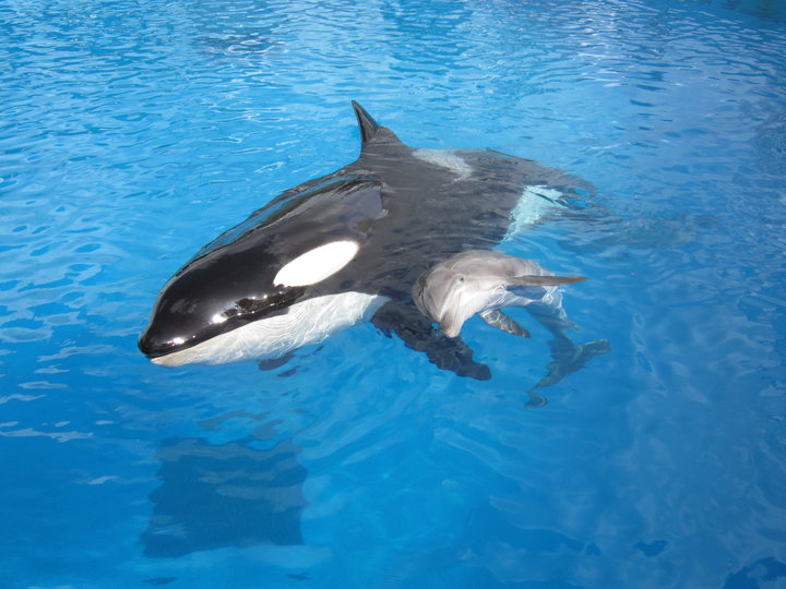 NewsPlusNotes: A Western View - Remembering Shouka