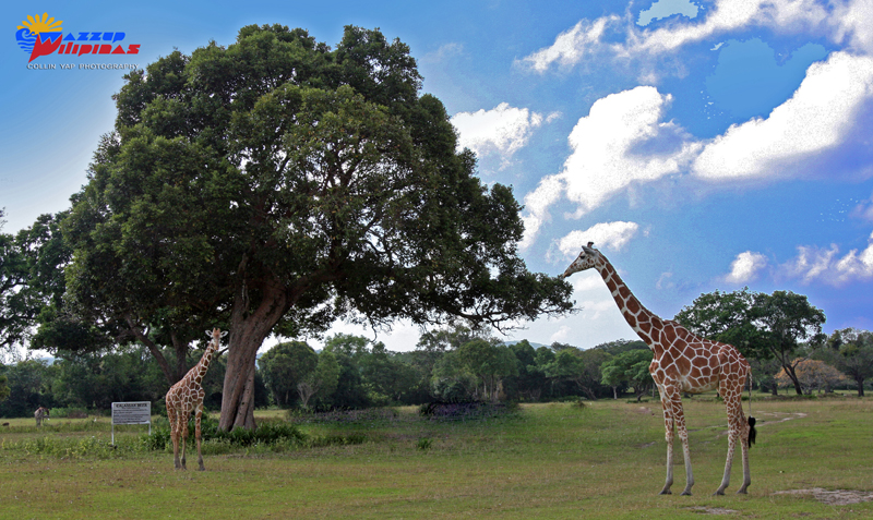 Calauit Game Preserve and Widlife Sanctuary of Palawan: The African ...