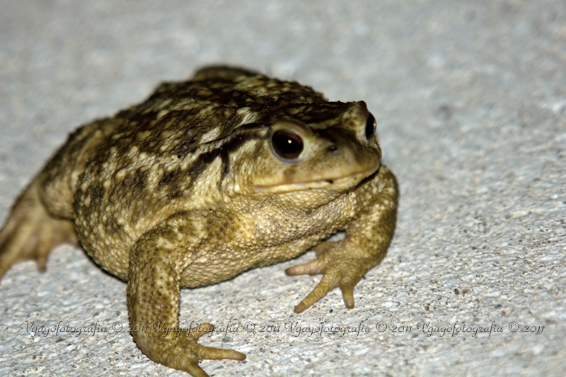 Chamusnature ©: Sapo-comum (Bufo bufo)