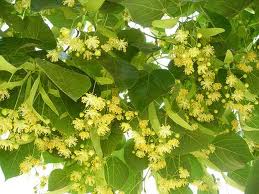 Plantas Medicinales: TILO