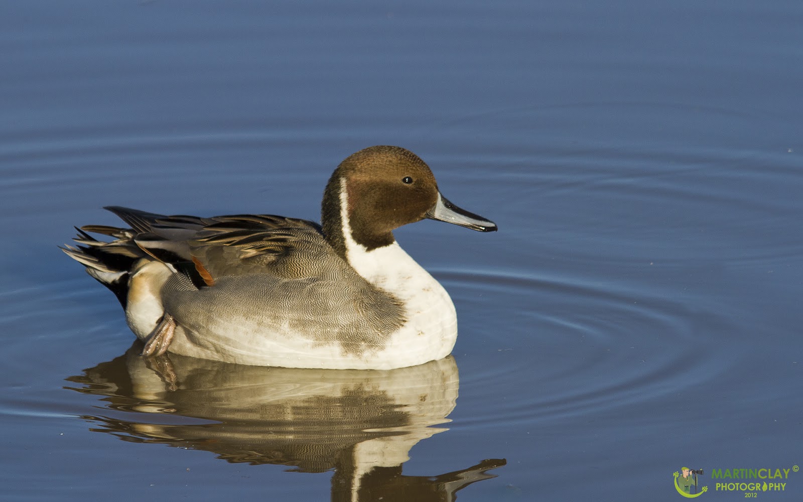 Martin Clay Photography: Perfect Pintail