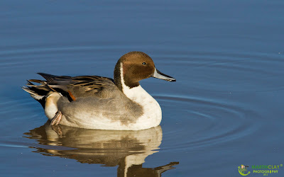 Martin Clay Photography: Perfect Pintail