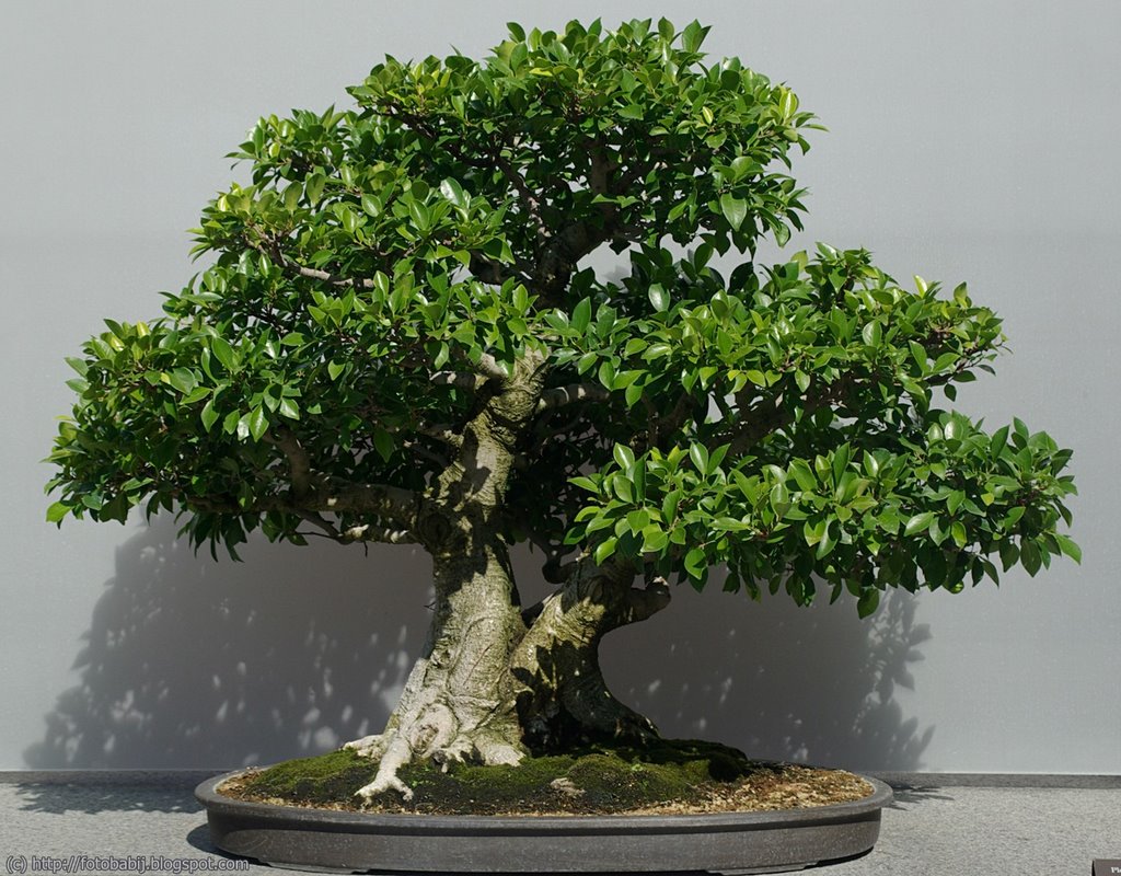 Interesting things: Bonsaiul-un copac in miniatura