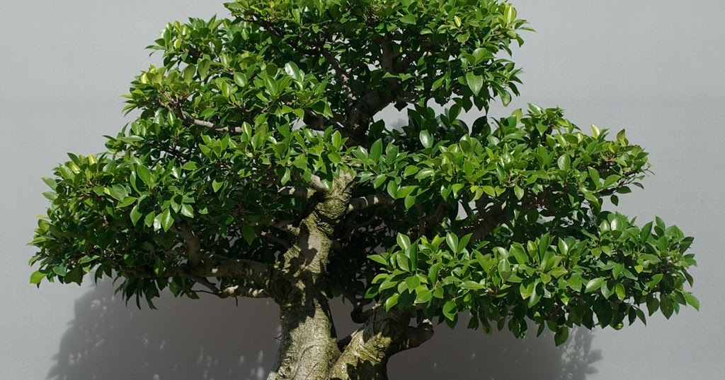 Interesting things: Bonsaiul-un copac in miniatura