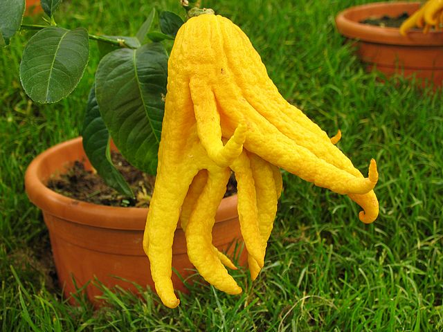 Fruit Warehouse: Buddha's hand ( Citrus medica var. sarcodactylus )