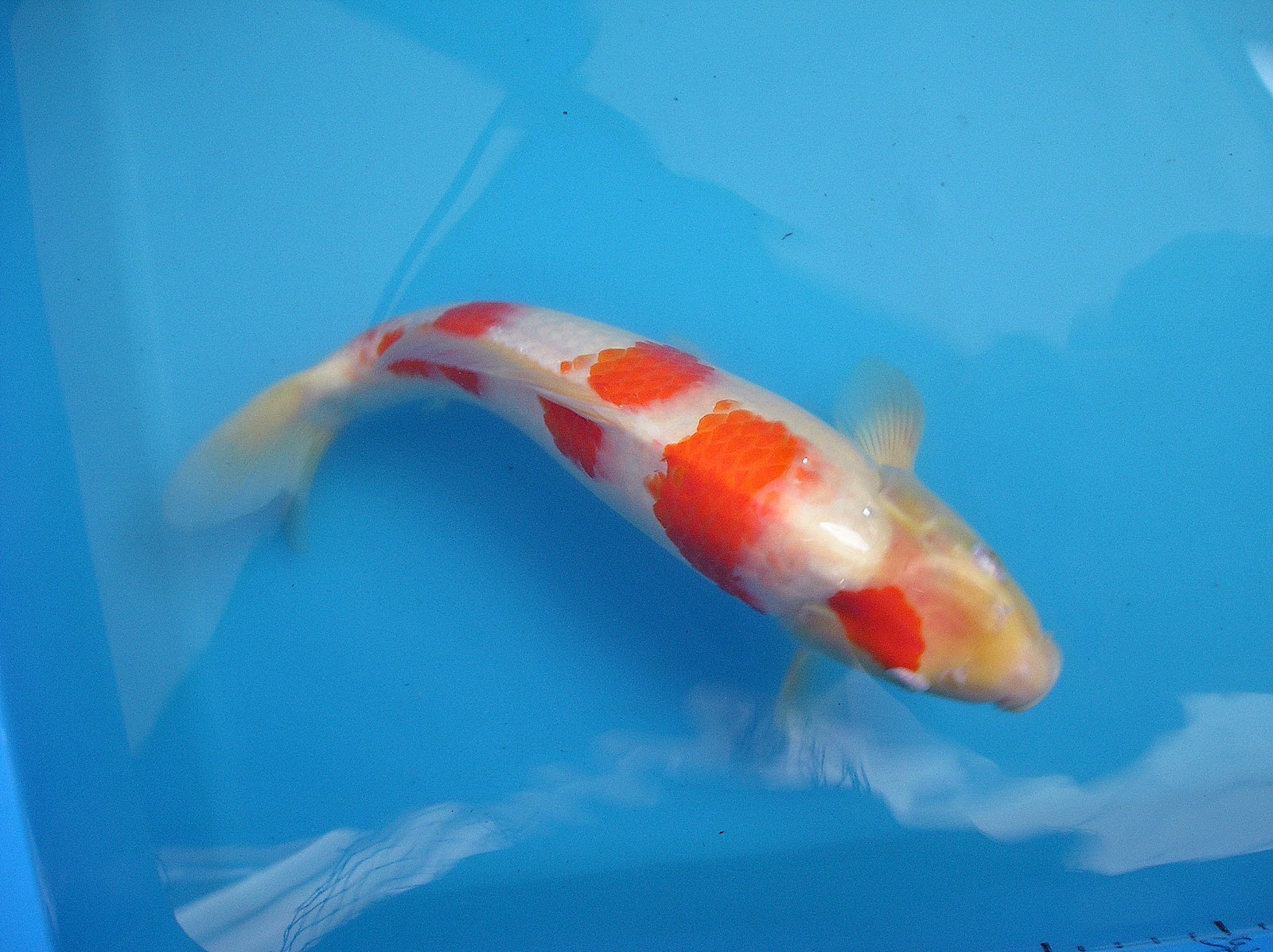 sakai koi Zenkoi marketing : imported japanese carp(koi fish ...