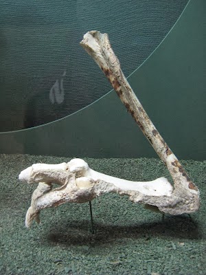 Moa dragon feet