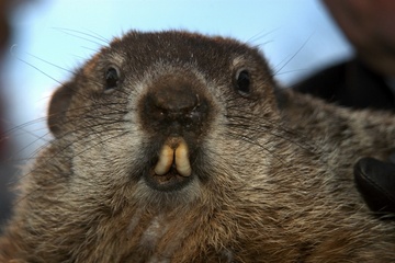 Hip In Detroit: Happy Groundhog Day!!!