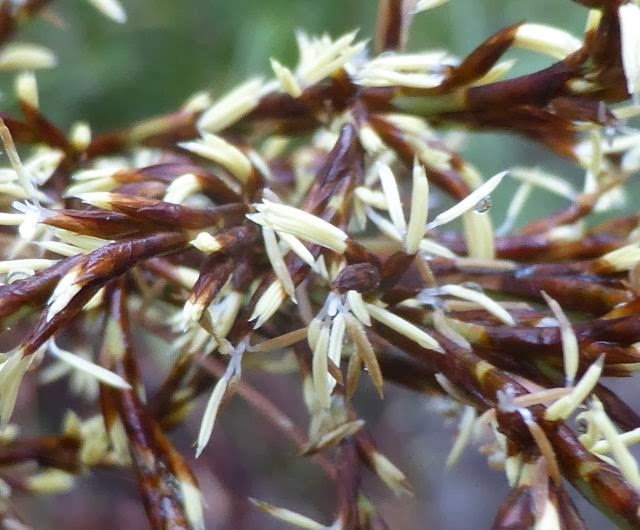 ANPS goes North (in terms of Monga NP): Mainly Flowering plants