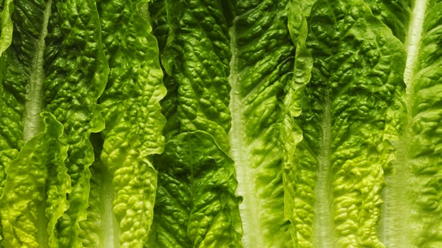 Martha Colmenares: Importancia de la lechuga para la salud