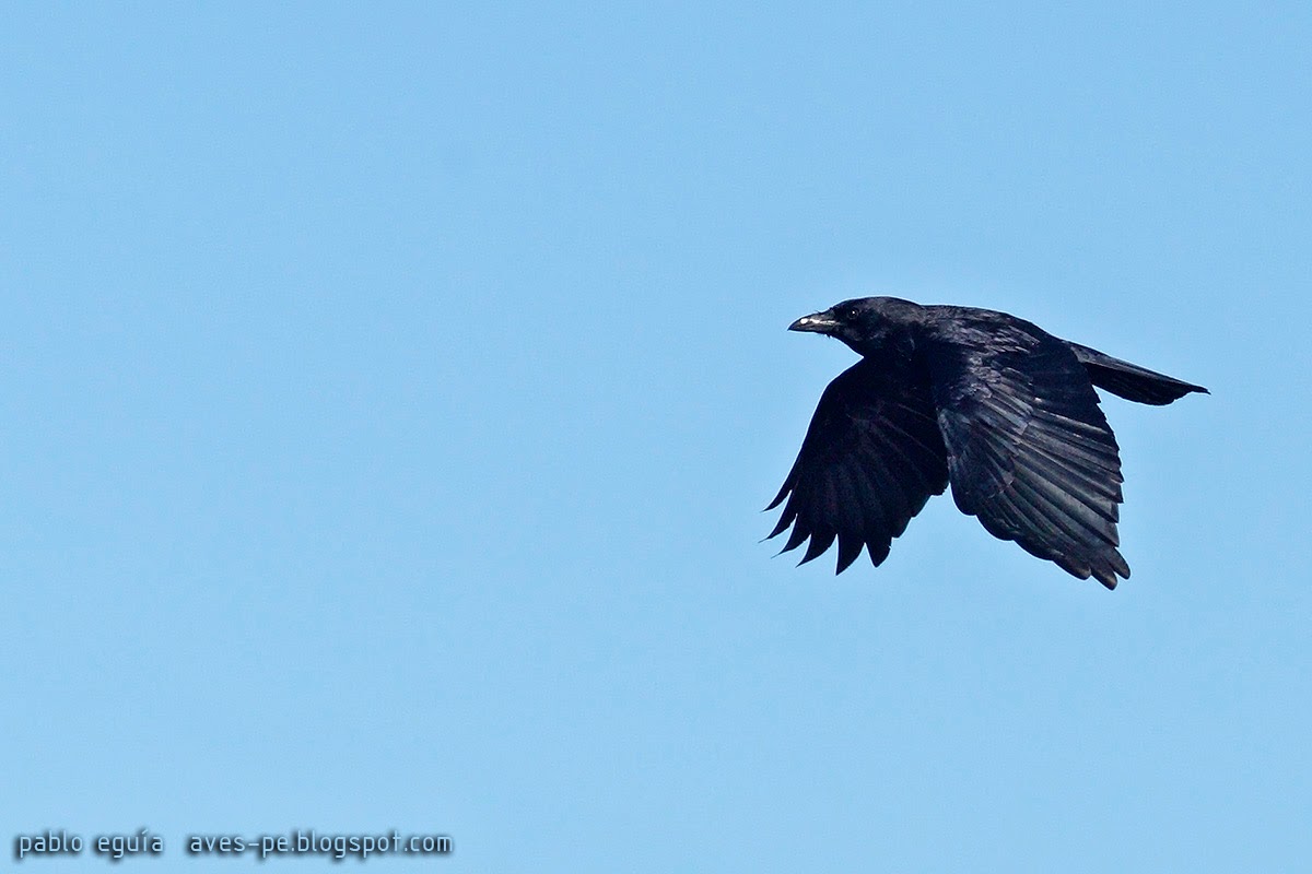mis fotos de aves: Corvus brachyrhynchos Cuervo Americano American Crow