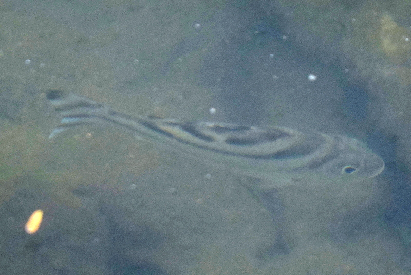 Singapore Wild Animals: Perches and allies