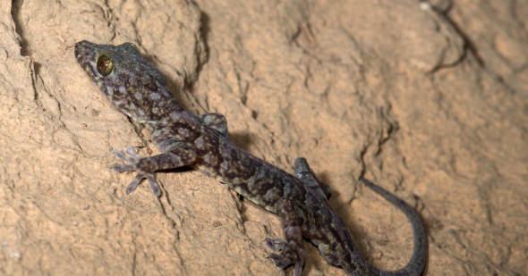 Species New to Science: [Herpetology • 2014] Gekko thakhekensis • A New ...