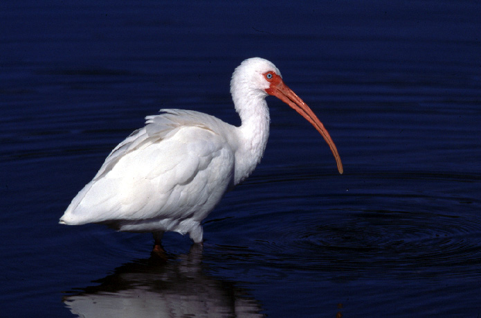 Ibis | The Life of Animals