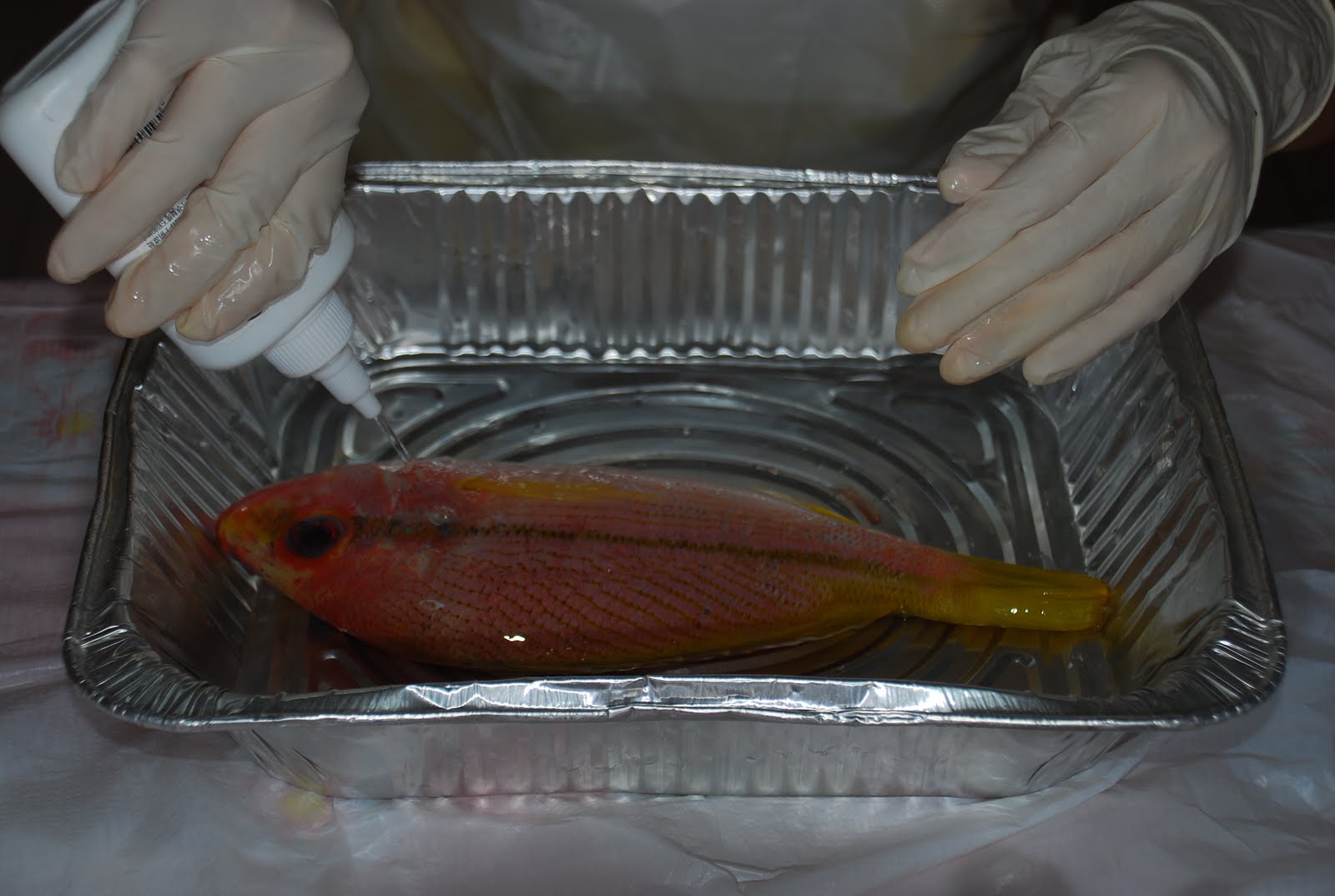 École à la maison: Dissection of a Bony Fish