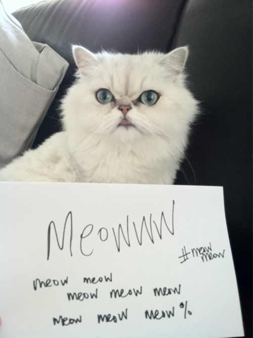 The Meow % | Funny Cat Pictures