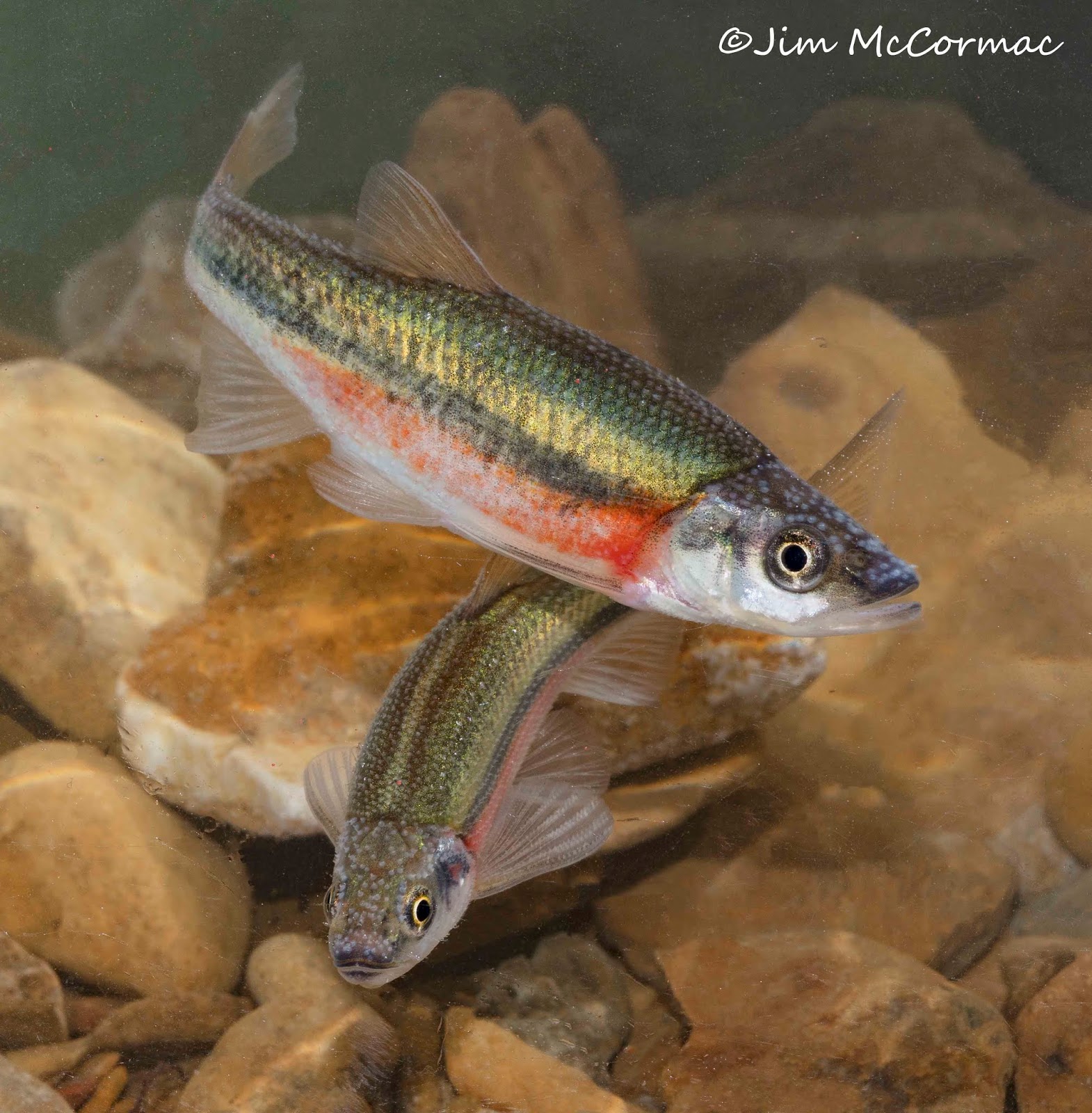 Eastern Blacknose Dace