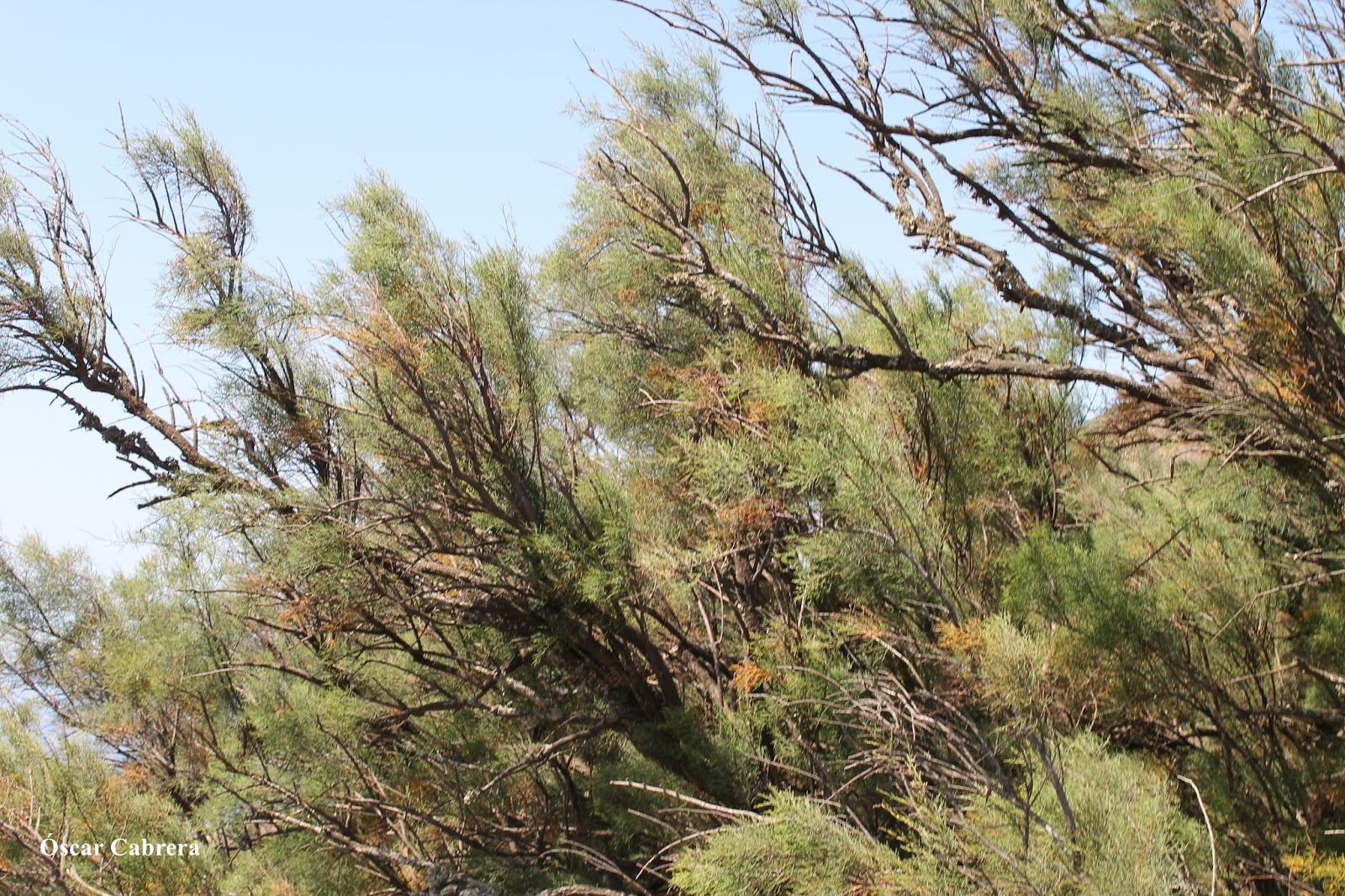 Tamarix canariensis (Tarajal)