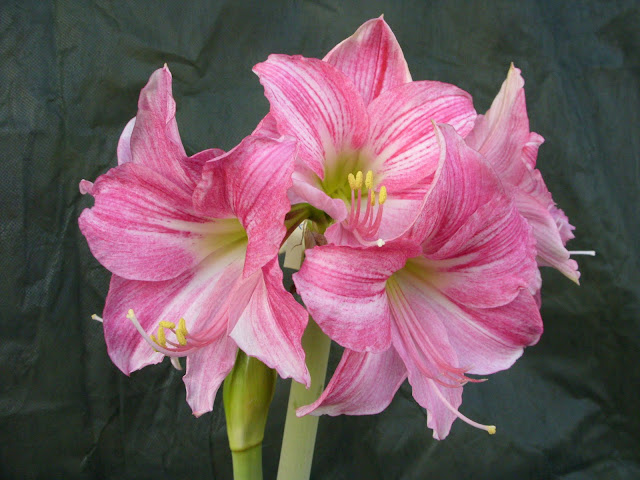 Hippeastrum