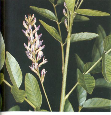 MEDICINA NATURAL & CIA.: PLANTAS MEDICINAIS:ALCAÇUZ