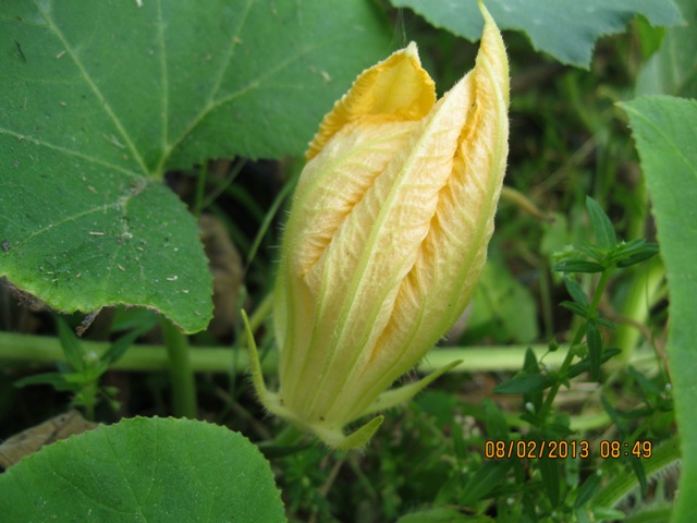 madisyak.blogspot: BUNGA LABU