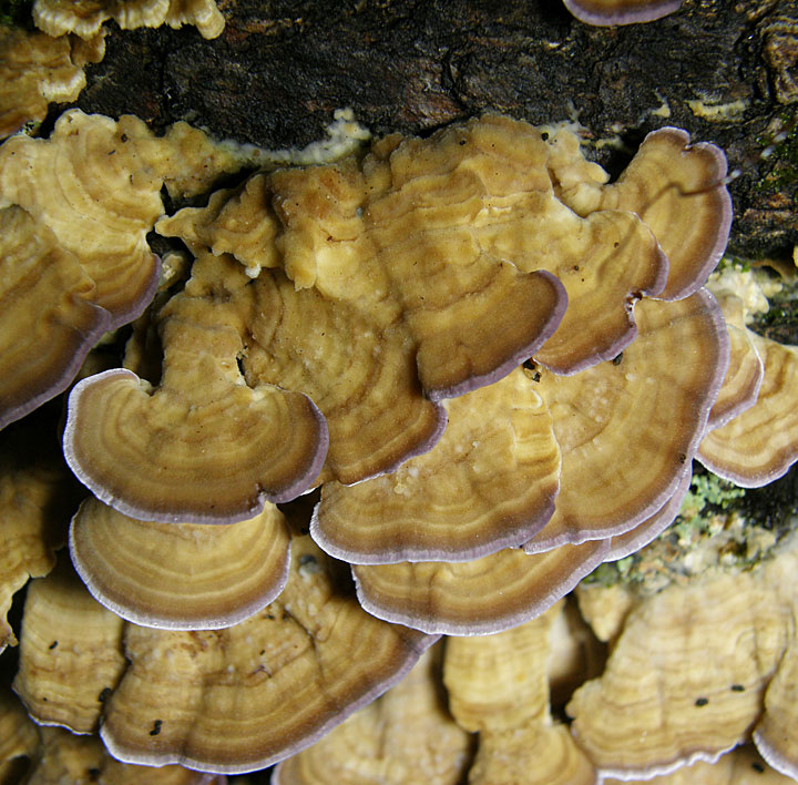 Anybody Seen My Focus?: Trichaptum biforme (Violet-toothed Polypore)