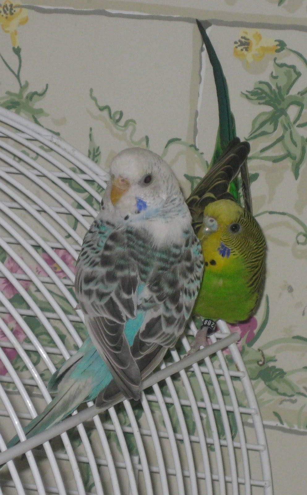 ACravan: Parakeet Hero (God Is In The Details): Roy Wood's Music Book ...