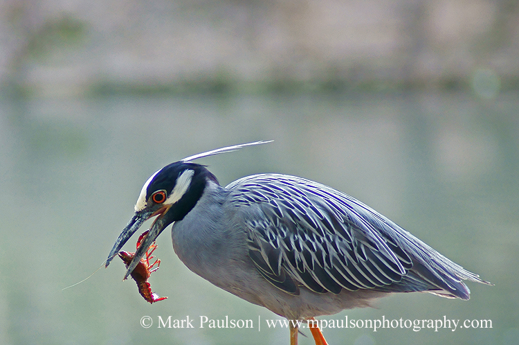 MAP Artistic Photography: Birds