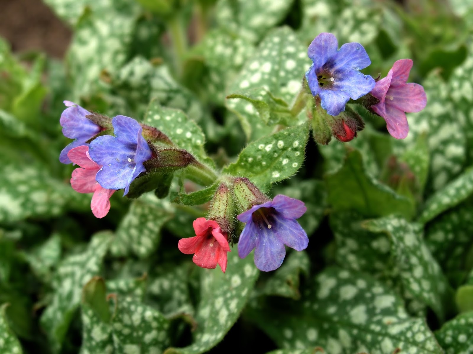 Pulmonaria officinalis - Planta Medicinal