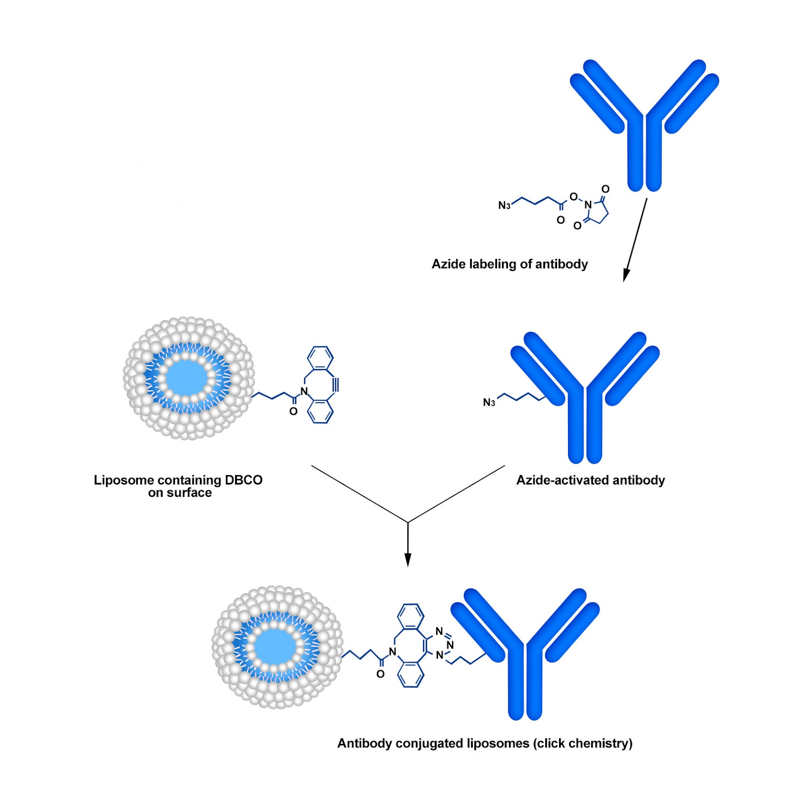 Liposome: Encapsula's Scientific Blog: Fluorescent Liposomes ...