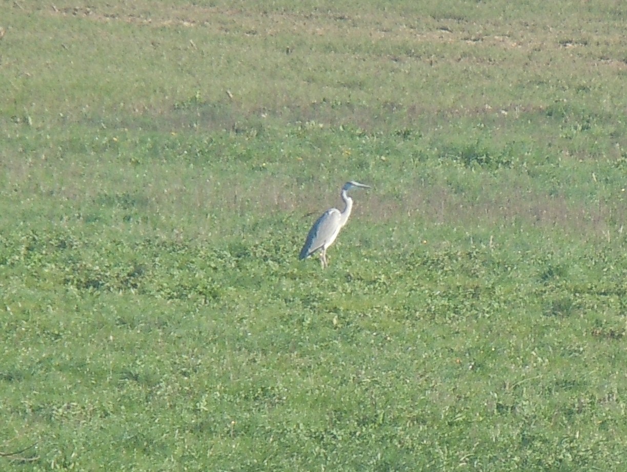 Aves en Galicia: Garza real (Ardea cinerea)