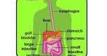 For Primary Kids: Natural Science 3rd & Science 4th - The Digestive System