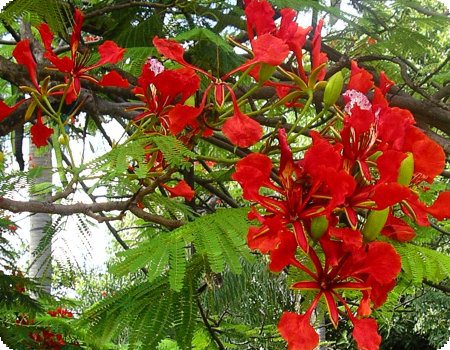 Como plantar a flamboyant ~ Viveiro SBERC - LTDA