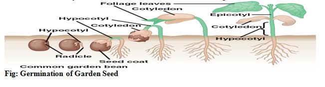 Seed Germination ~ Dhiraj's Blog