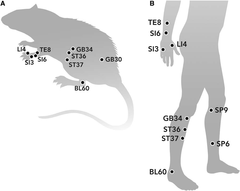 American Academy of Acupuncture and Oriental Medicine: Rat and Human ...