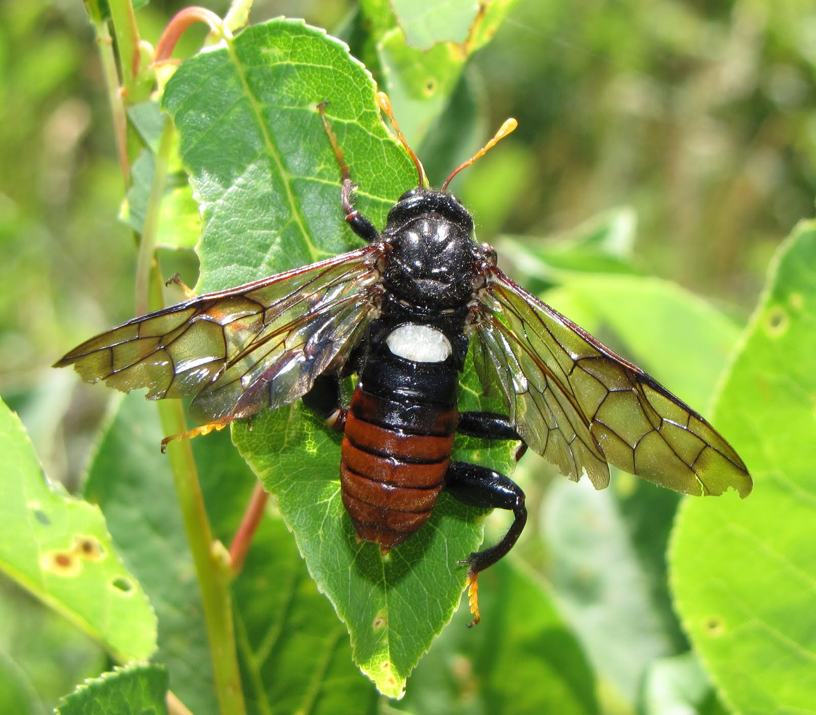 Bug Eric: Wasp Wednesday: Elm Sawfly