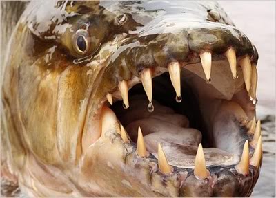 Paranormal And Strange World: Goliath tigerfish\tigerfish\tigerfish ...