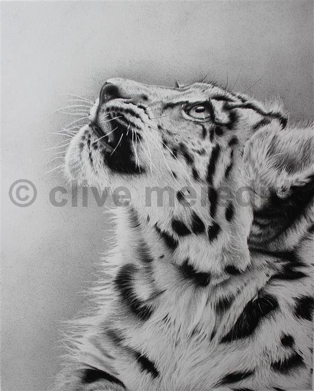 Clive Meredith Wildlife Art: Snow leopard cub drawing complete