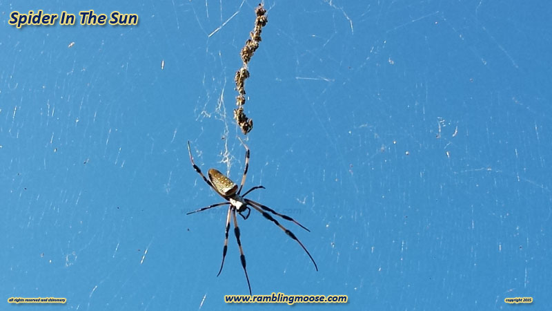 Rambling Moose: Spider In The Sun