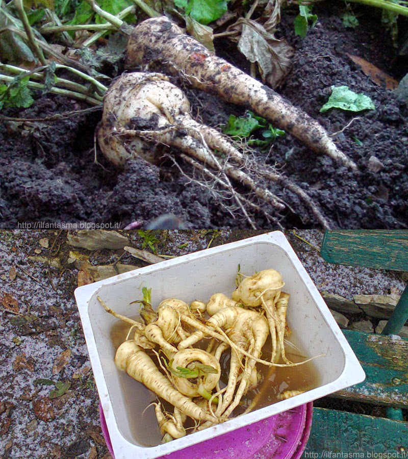 Le avventure della mia fantasia: Coltivare la pastinaca 4: nel secondo ...