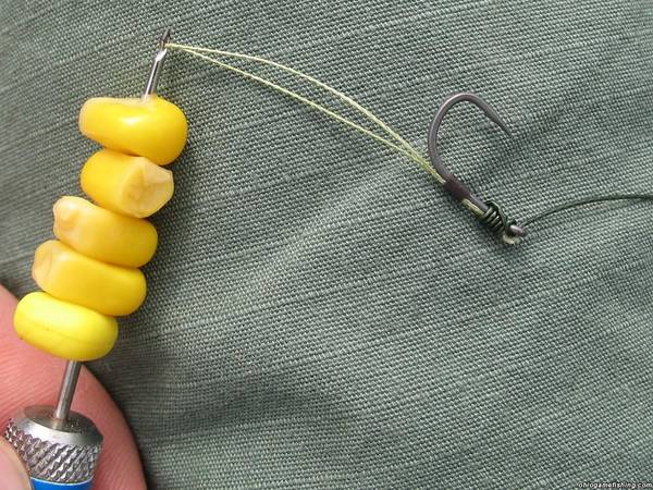 sean mcguinness: How to catch big Carp on the best particle baits such ...