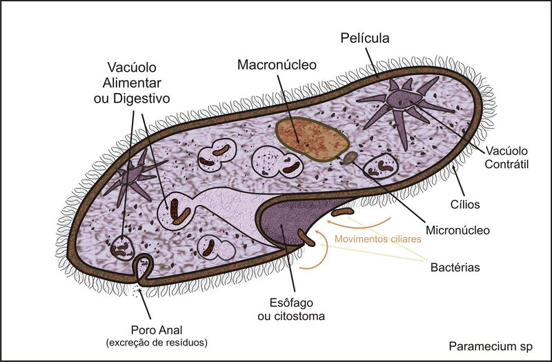 BIOLOGÍA Y GEOLOGÍA 1ºESO : El Paramecio