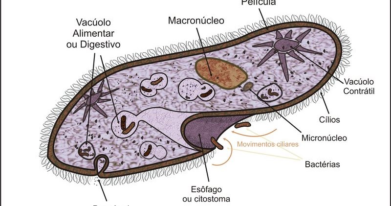 BIOLOGÍA Y GEOLOGÍA 1ºESO : El Paramecio