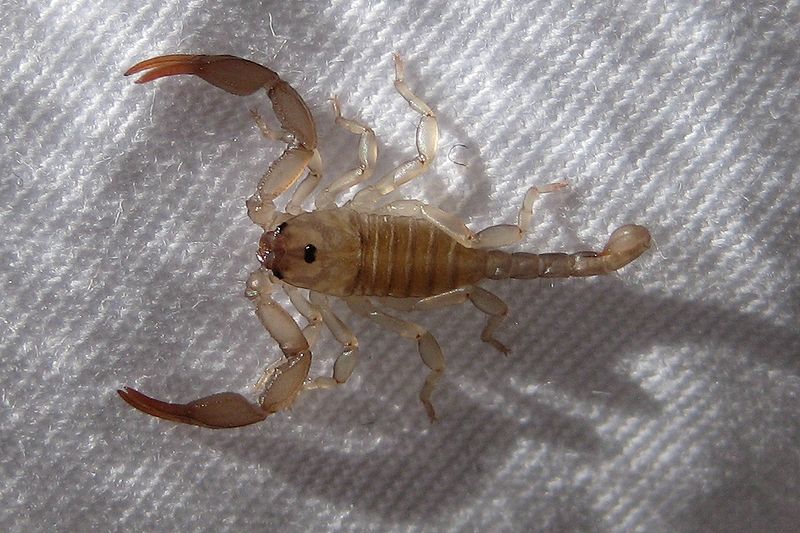 Real Monstrosities: Scorpion